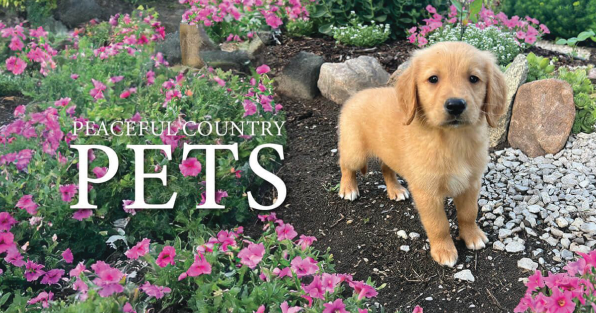 Peaceful Country Pets | AKC Dachshunds, Golden Retrievers, & Shih Tzus